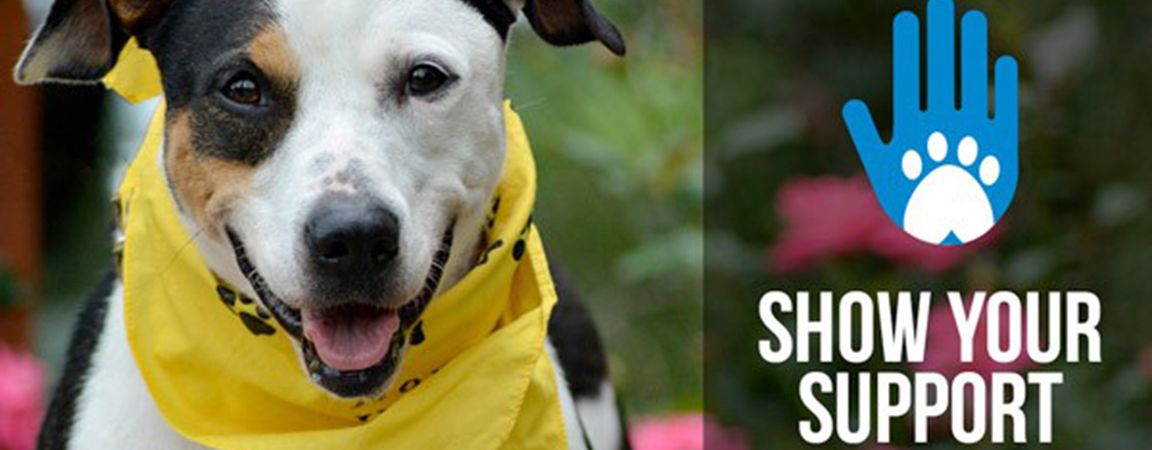 Houston Humane Society | Adopt a Dog, Adopt a Pet, Animal Shelter, Pet ...