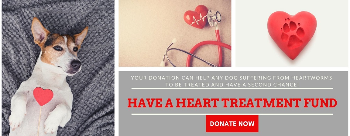 Houston Humane Society | Animal & Dog Shelter | Sugar Land & Houston, TX