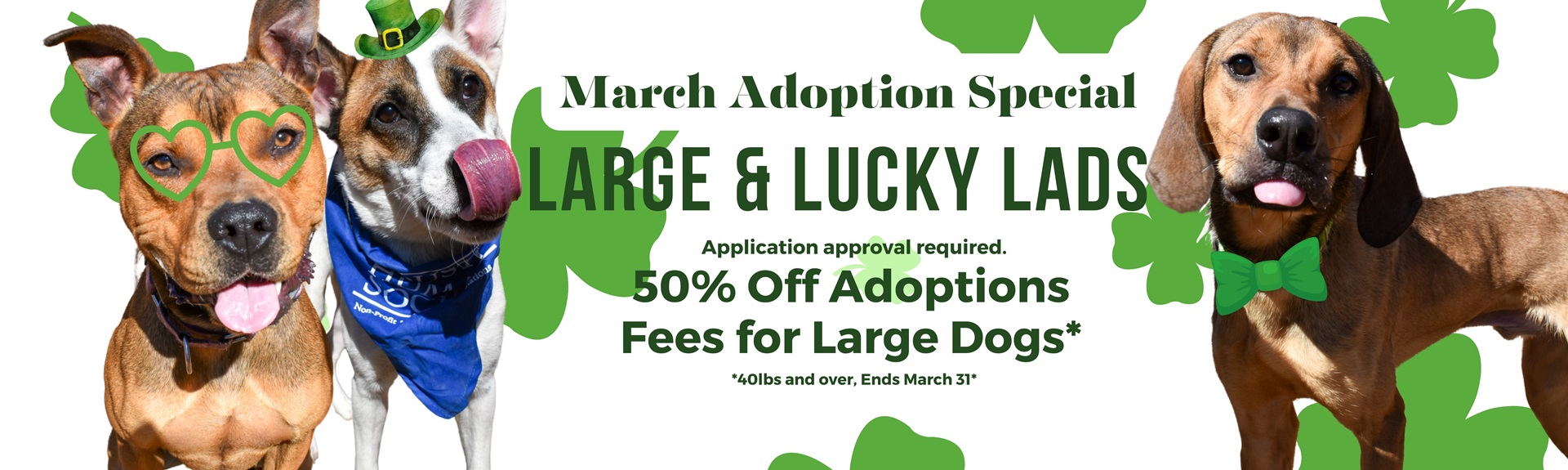 Houston Humane Society | Animal & Dog Shelter | Houston, TX