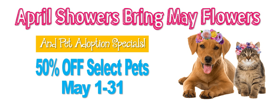 Houston Humane Society | Pet Rescue & Pet Adoption | Houston, TX