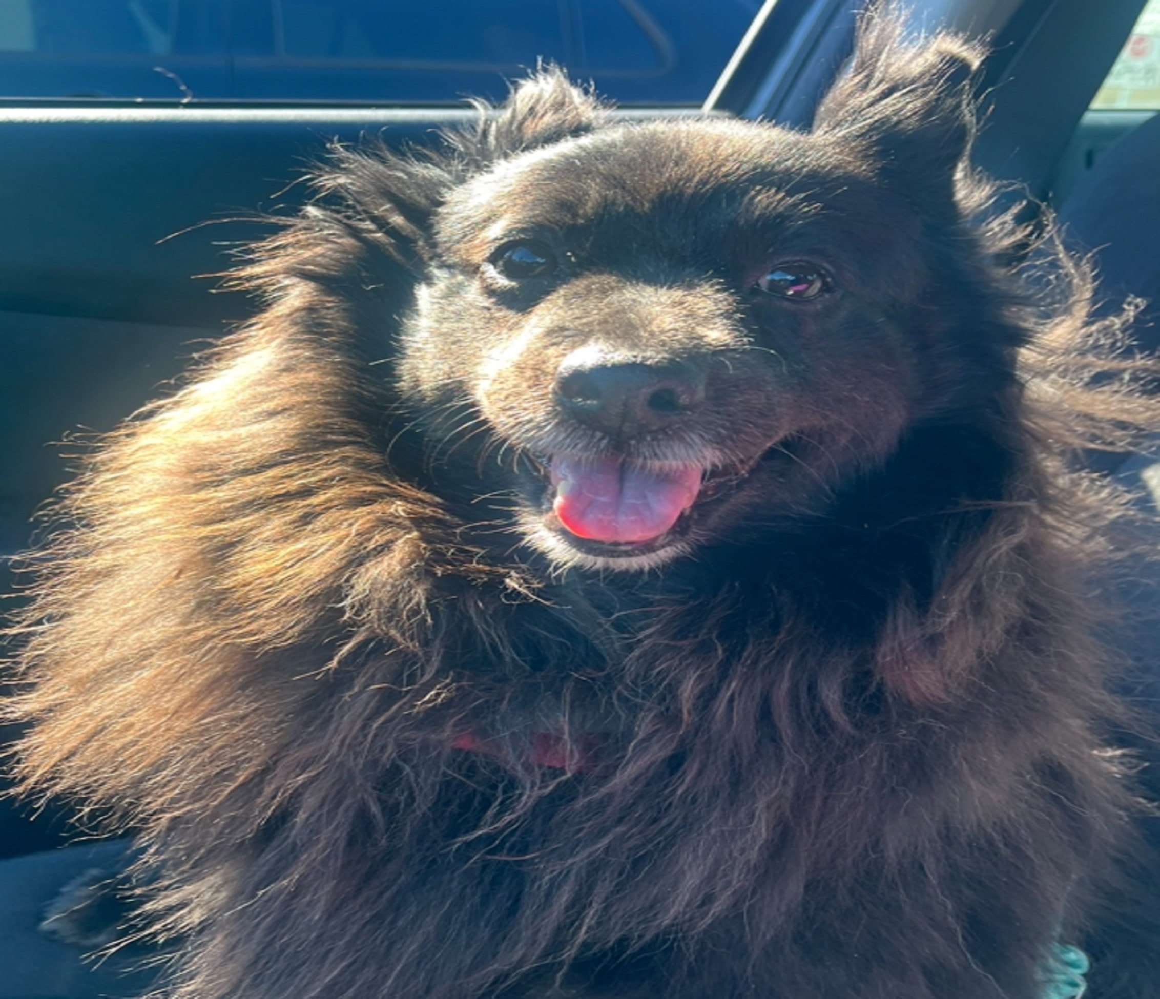 Houston Humane Society | Animal & Dog Shelter | Houston, TX