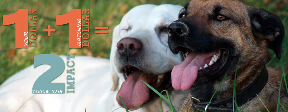 Houston Humane Society | Adopt a Dog, Adopt a Pet, Animal Shelter, Pet ...